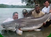 Piraiba Catfish | Exotic Fish Wiki | Fandom