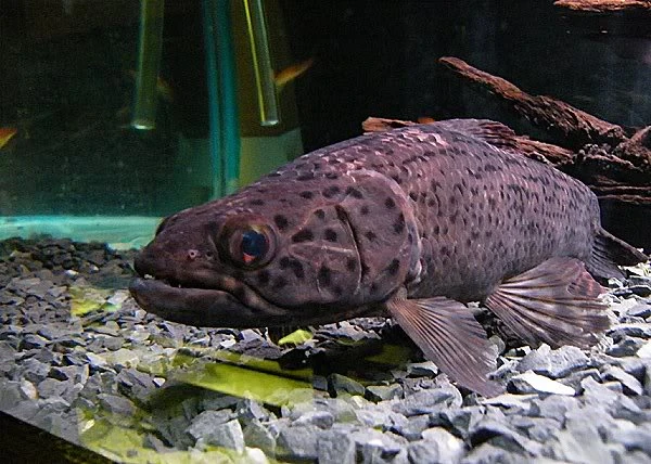 Hoplias aimara | Exotic Fish Wiki | Fandom
