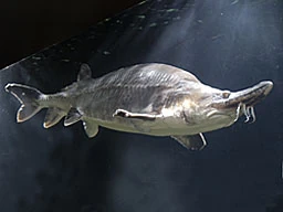 Beluga Sturgeon | Exotic Fish Wiki | Fandom