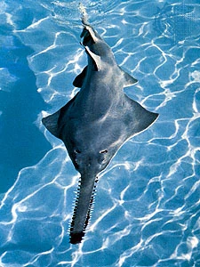 Sawfish | Exotic Fish Wiki | Fandom