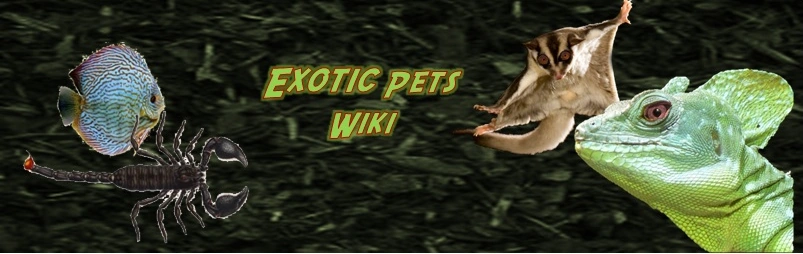 Category:Exotic Pets Wiki | Exotic Pets Wiki | Fandom