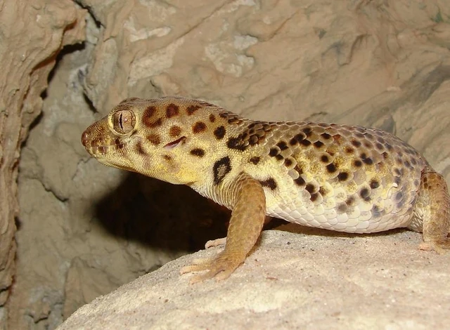 Tibetan Frog Eye Gecko | Exotic Pets Wiki | Fandom