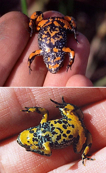 Aquatic Pets | Exotic Pets Wiki | Fandom