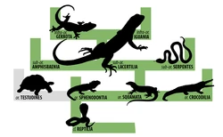 Reptiles | Exotic Pets Wiki | Fandom