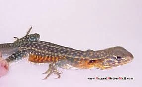 Butterfly Agama | Exotic Pets Wiki | Fandom