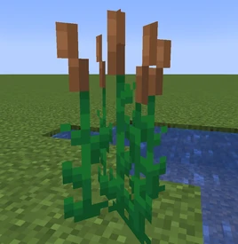 Cattails | Expanded Minecraft Wiki | Fandom