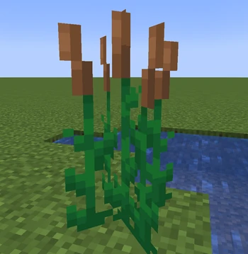 Cattails | Expanded Minecraft Wiki | Fandom
