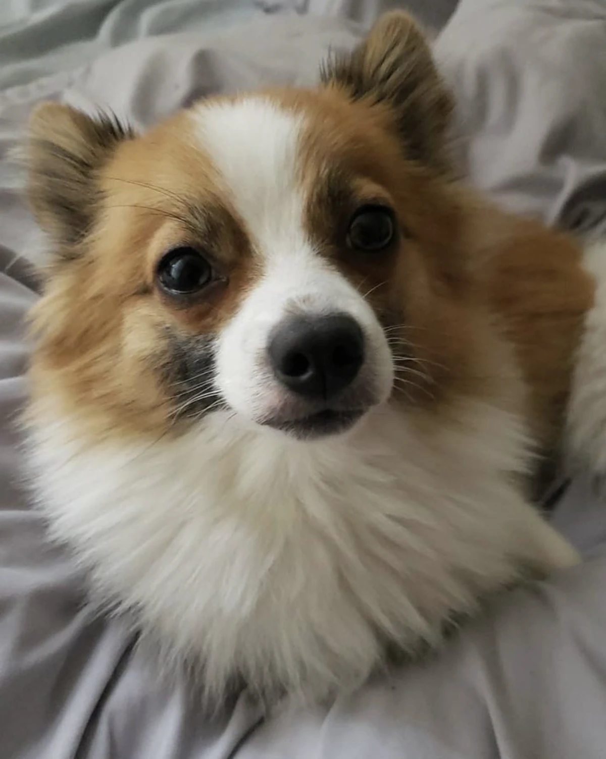 Pluto | ExplodingTNT Wiki | Fandom