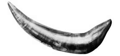 Iron Tooth | Exsterno Wiki | Fandom