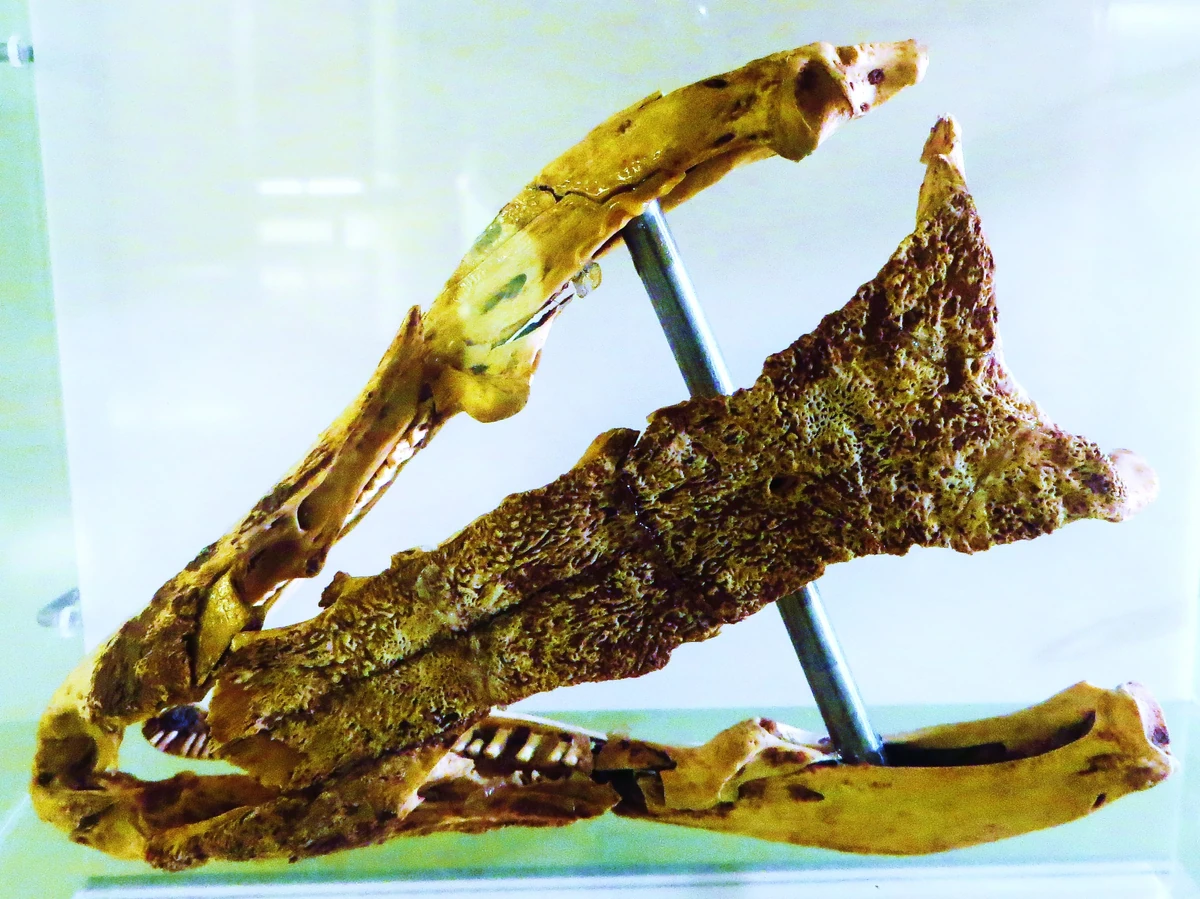 Gallotia goliath | Extinct Animals Wiki | Fandom