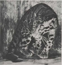Formosan clouded leopard | Extinct Animals Wiki | Fandom