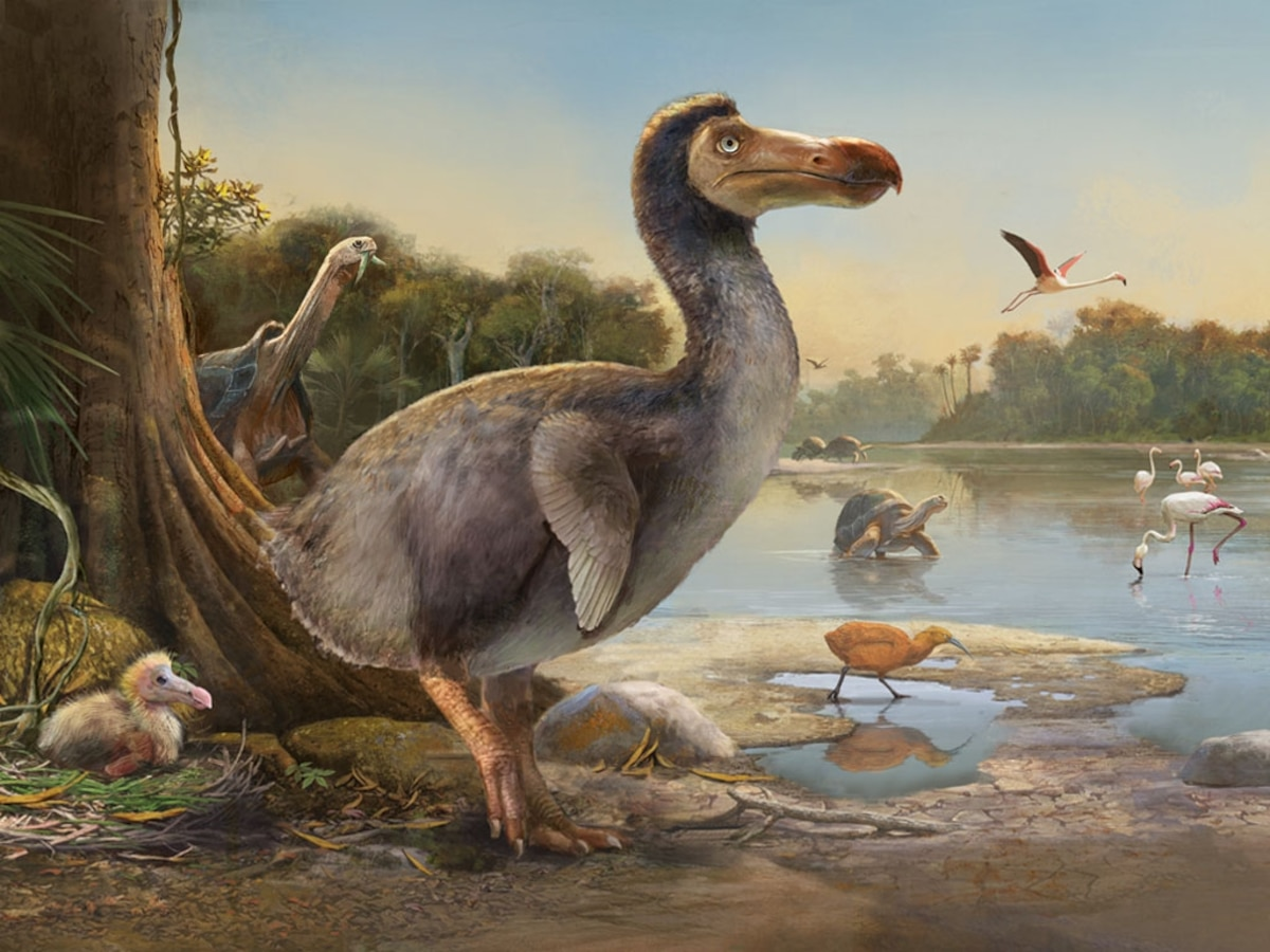 Dodo | Extinct Animals Wiki | Fandom