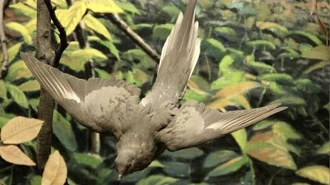 Passenger pigeon | Extinct Animals Wiki | Fandom