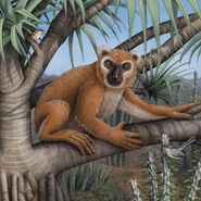 Megaladapis | Extinct Animals Wiki | Fandom