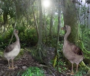 Rodrigues Solitaire | Extinct Animals Wiki | Fandom