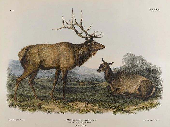 Eastern elk | Extinct Animals Wiki | Fandom