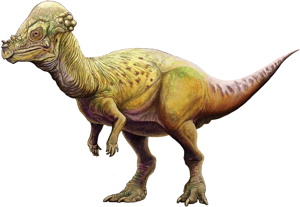 Pachycephalosaurus | Extinct Animals Wiki | Fandom