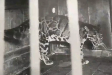 formosan clouded leopard population