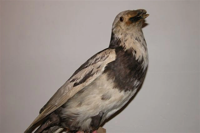 Pied raven | Extinct Animals Wiki | Fandom