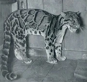 Formosan clouded leopard | Extinct Animals Wiki | Fandom
