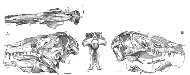 Irritator | Dinosaur Wiki | Fandom