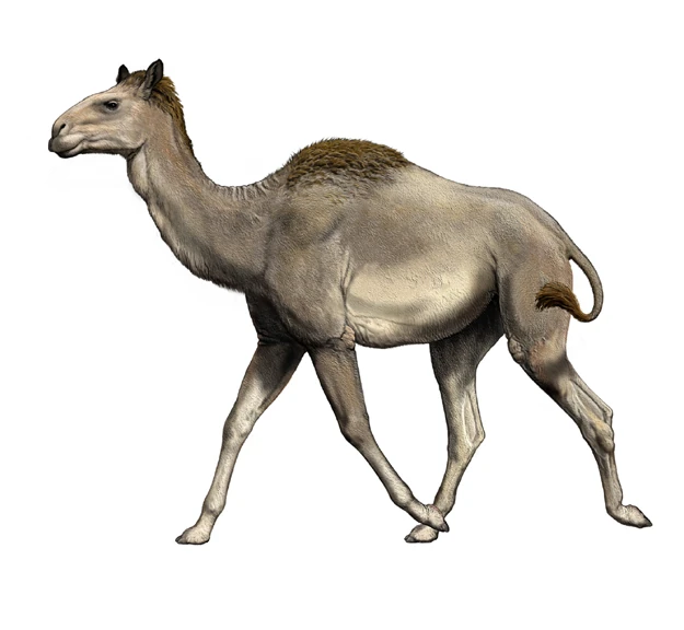 Titanotylopus | Dinosaur Wiki | Fandom