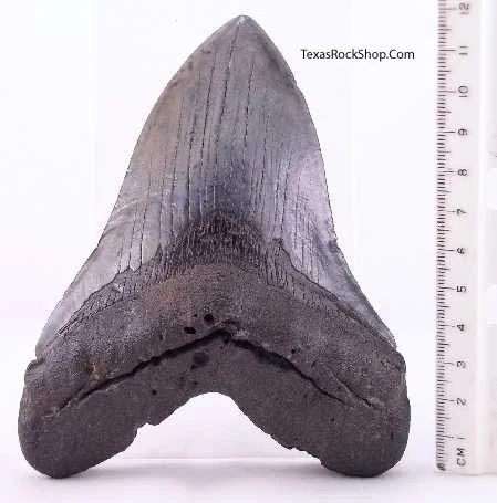 Megalodon | Dinosaur Wiki | Fandom