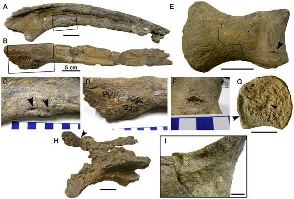 Mapusaurus | Dinosaur Wiki | Fandom