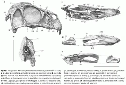 incisivosaurus skeleton