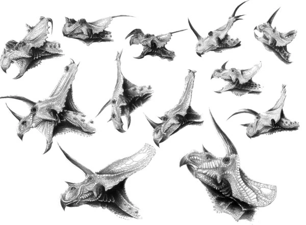 Ceratopsidae | Dinosaur Wiki | Fandom