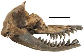 Brygmophyseter | Dinosaur Wiki | Fandom
