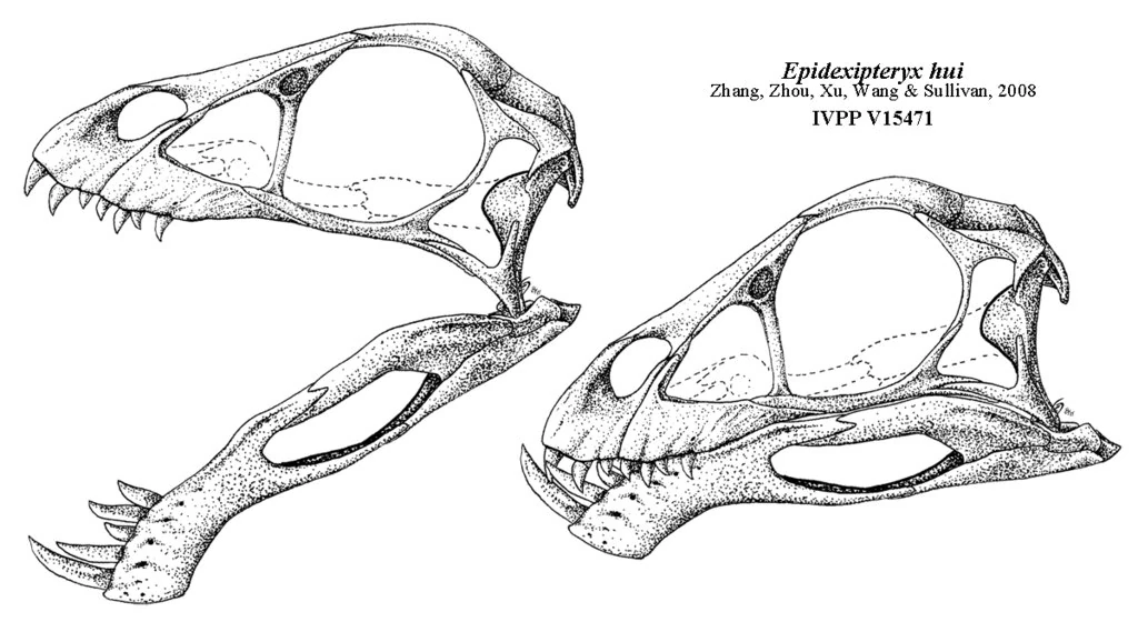 Epidexipteryx | Dinosaur Wiki | Fandom