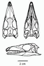 Prolacerta | Dinosaur Wiki | Fandom
