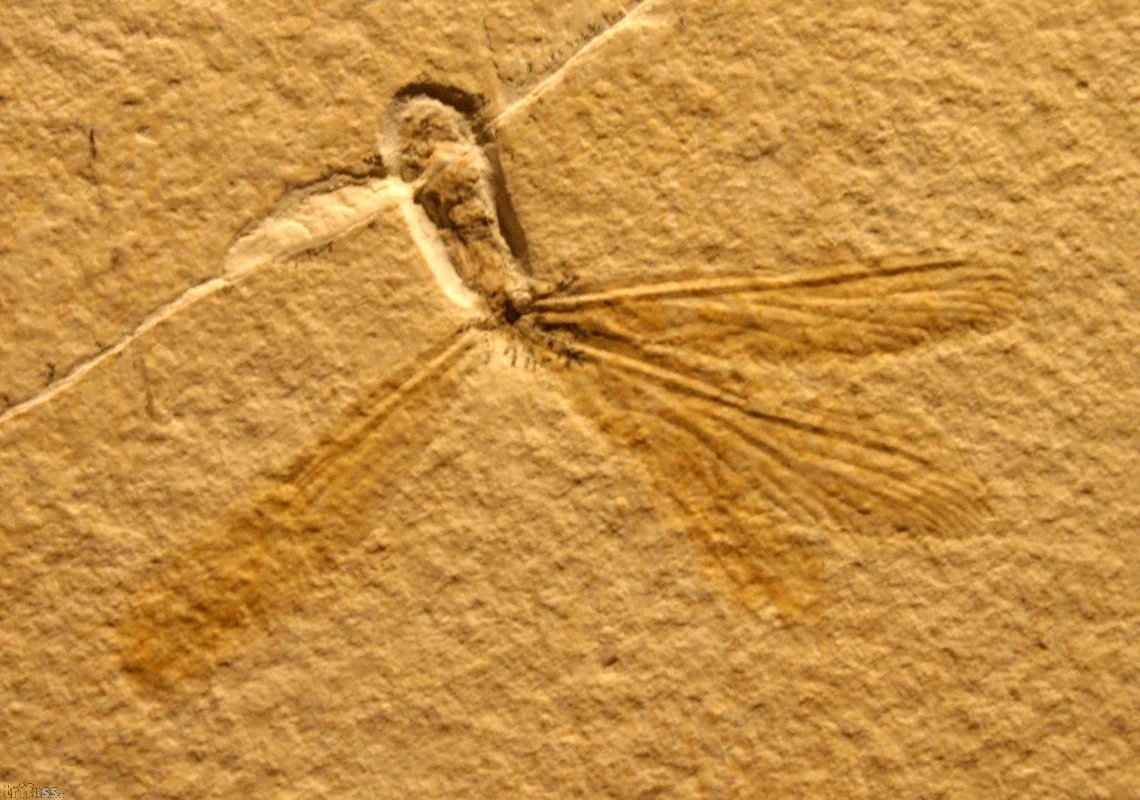 Turanophlebia | Dinosaur Wiki | Fandom