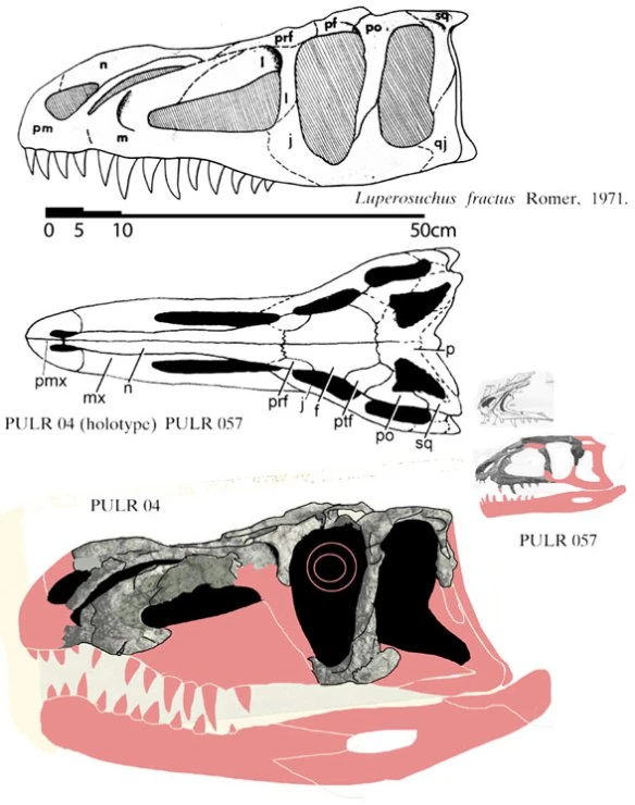 Luperosuchus | Dinosaur Wiki | Fandom