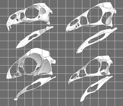 incisivosaurus skeleton