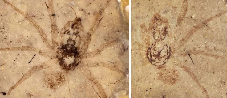 Eoplectreurys | Dinosaur Wiki | Fandom