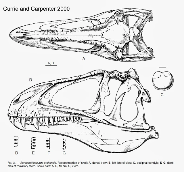 Acrocanthosaurus | Dinosaur Wiki | Fandom