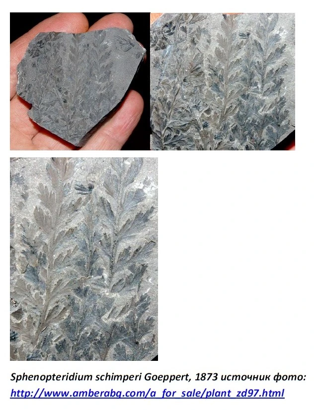 Sphenopteridium | Вымершие Растения вики | Fandom