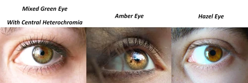 Eye Color Myths | Eye Color Wiki | Fandom