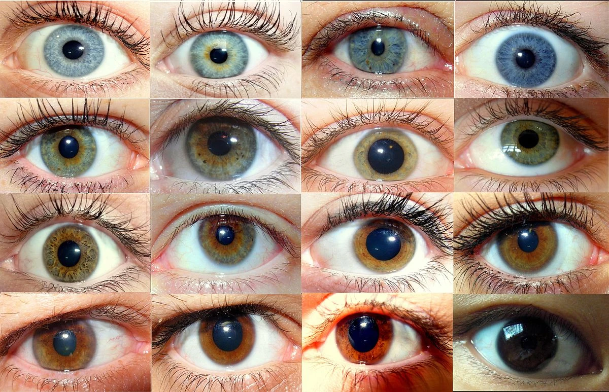 Discuss Everything About Eye Color Wiki | Fandom
