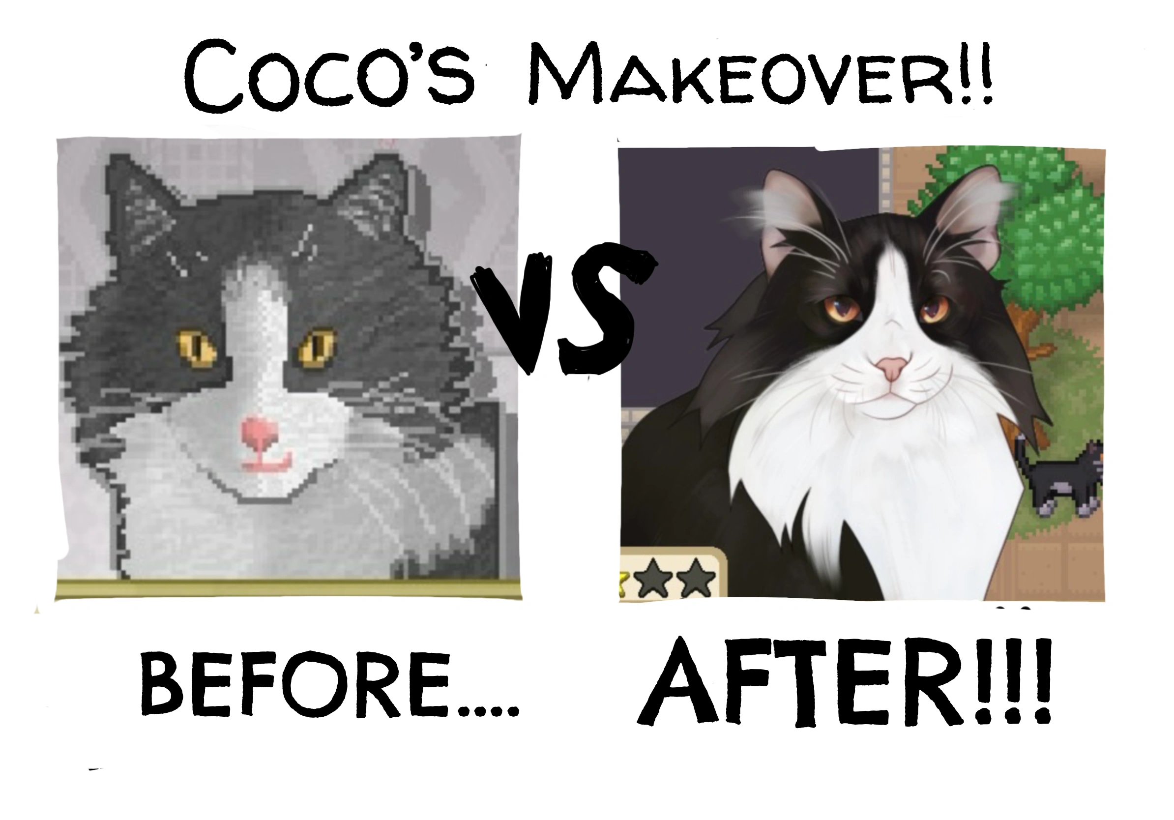 Cat Makeovers!!! | Fandom