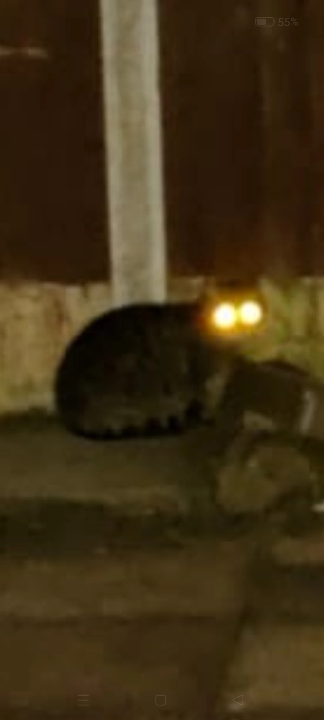 my mum took a pic of my cat in the dark and uhhhh | Fandom