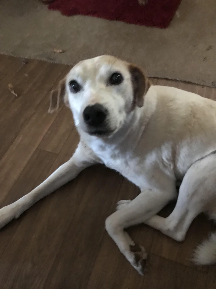 Do you guys wanna see a very good boi? | Fandom