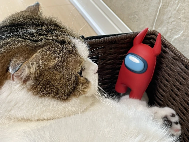 We need an appreciation post for Sakurai's cat | Fandom