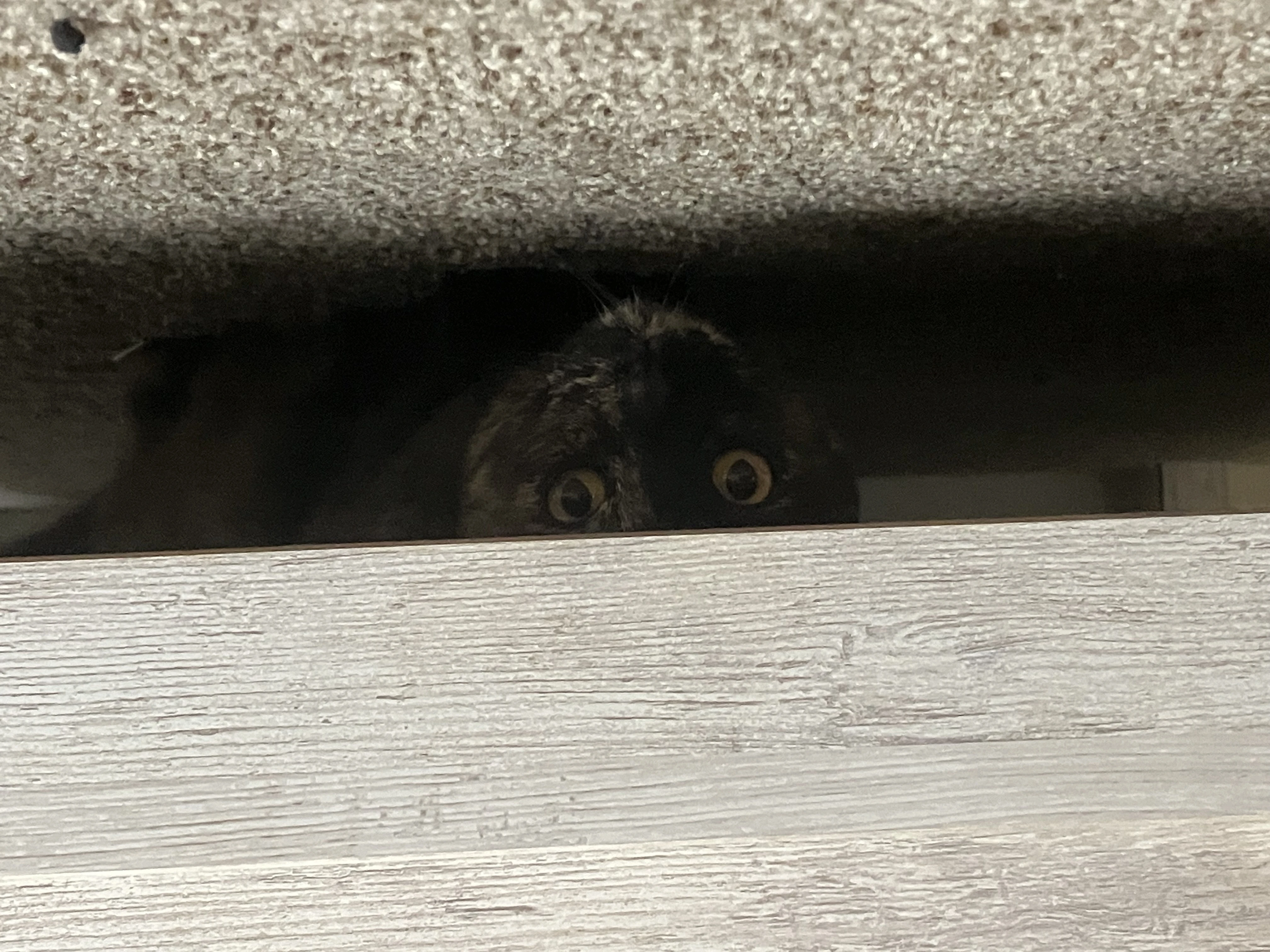 Rate my cat | Fandom