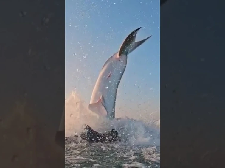 Songs from barni channel on YouTube... | Fandom