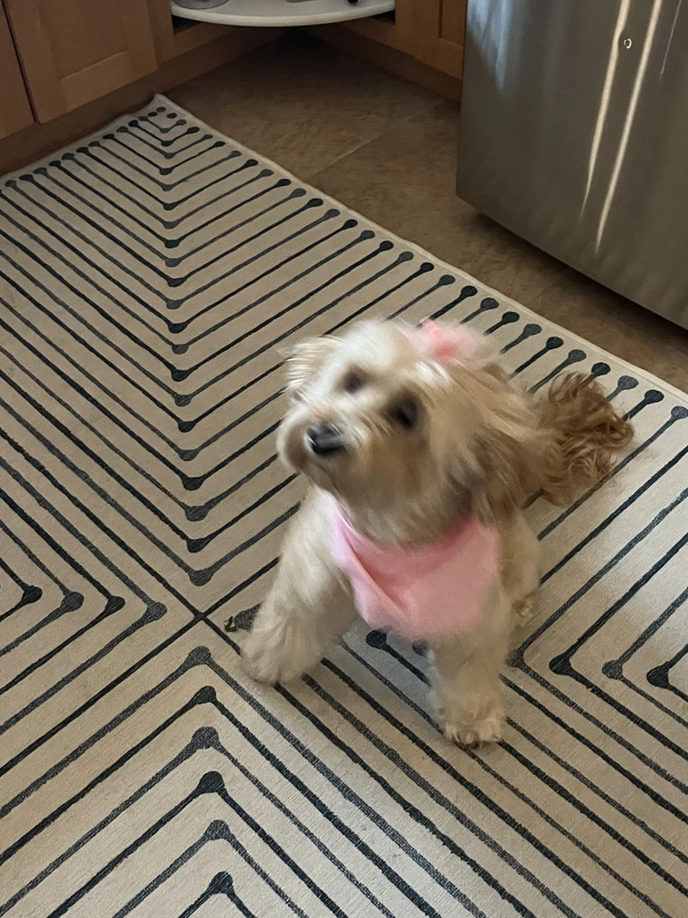 EVERYONE SHUT UP AND APPRECIATE MY DOGGO | Fandom