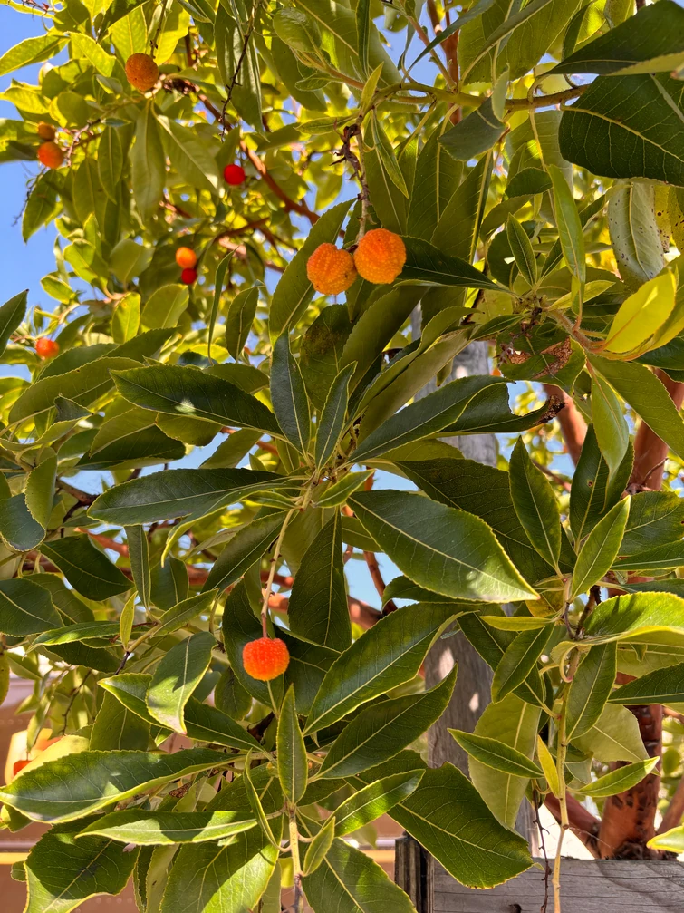 Discuss Everything About Dragon Adventures Wiki | Fandom