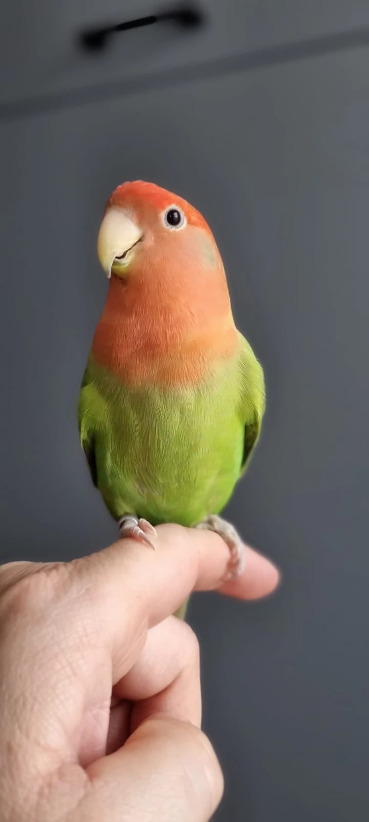 Witch sky is better i post this agian | Fandom